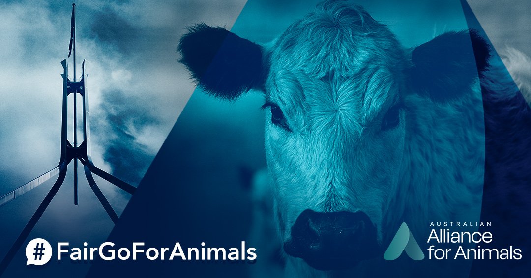 Groundbreaking New Campaign Targeting Australia’s Broken Animal Welfare ...