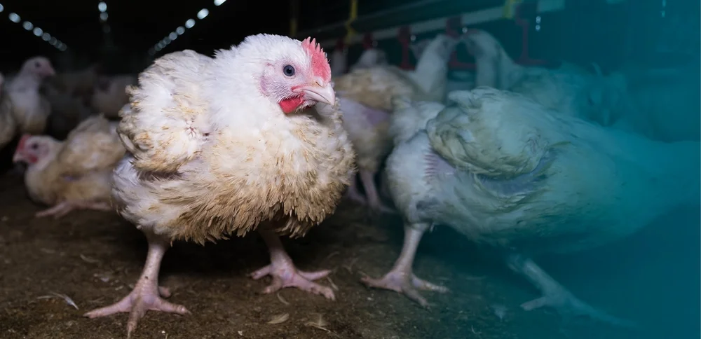 Campaigns overview — Australian Alliance for Animals