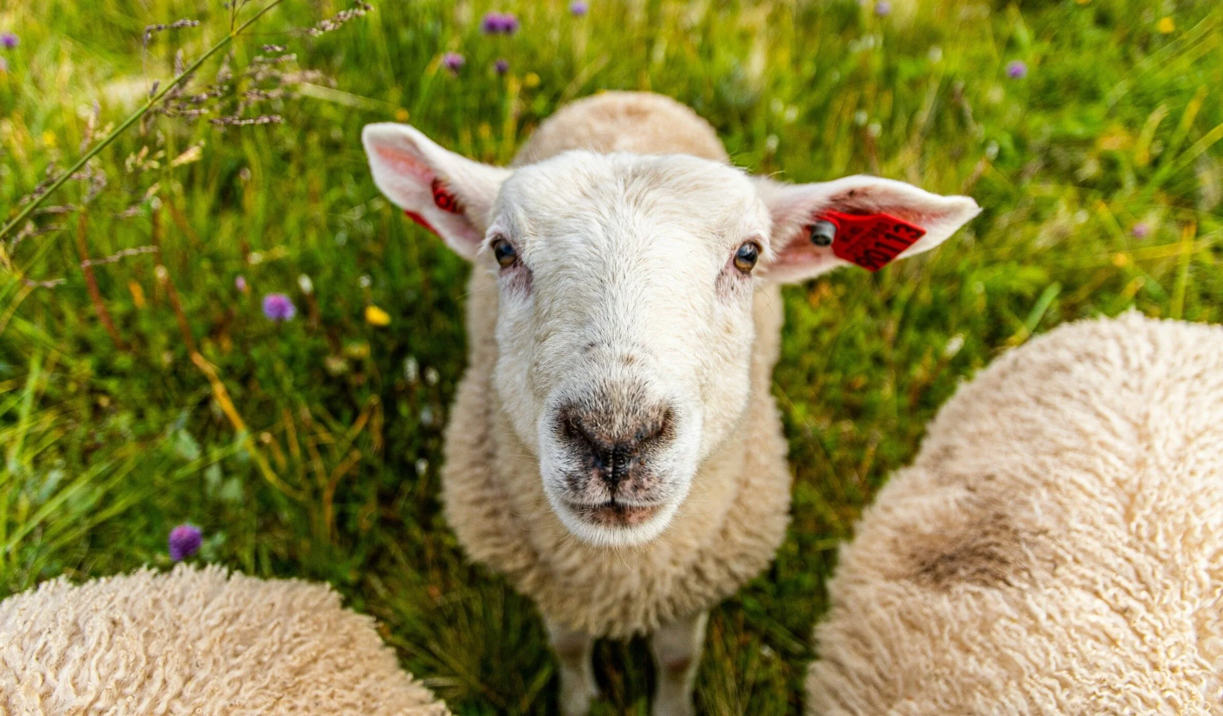 Australian Alliance for Animals