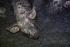 How does cruelty continue to go unchecked on Australian farms ...