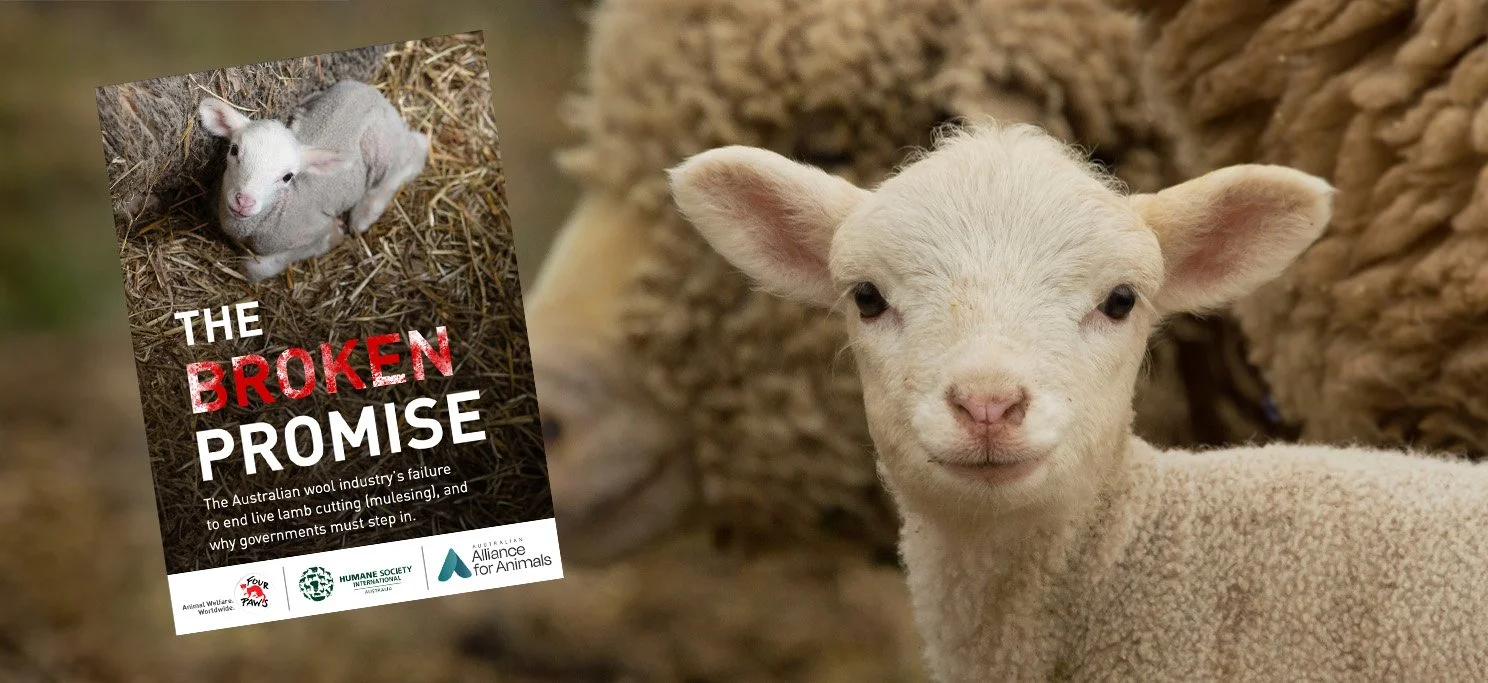 The wool industry’s broken promise — Australian Alliance for Animals
