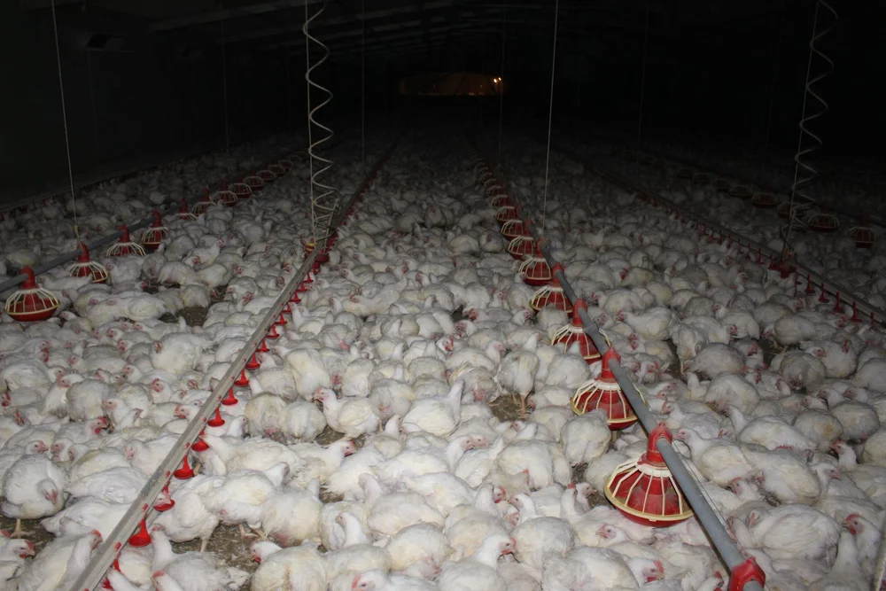 Better Chicken Australia — Australian Alliance for Animals