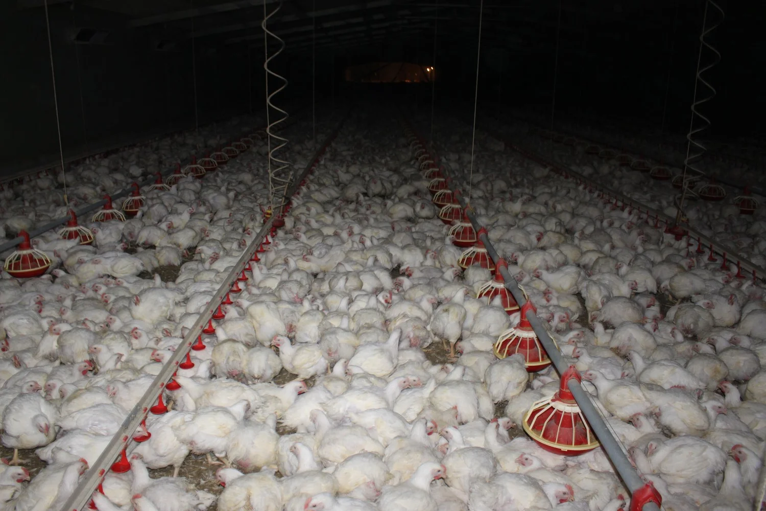 Better Chicken Australia — Australian Alliance for Animals