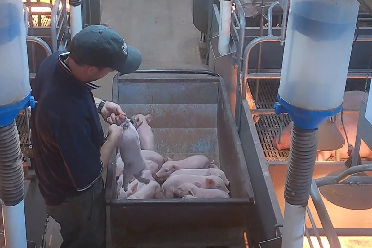 Why does Australia need a National Animal Welfare Commission ...