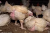 Improving welfare standards for chickens — Australian Alliance for Animals