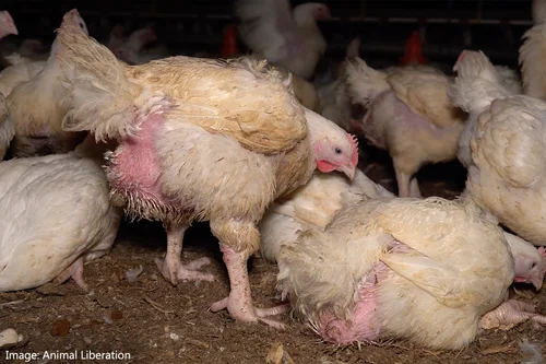 Improving welfare standards for chickens — Australian Alliance for Animals