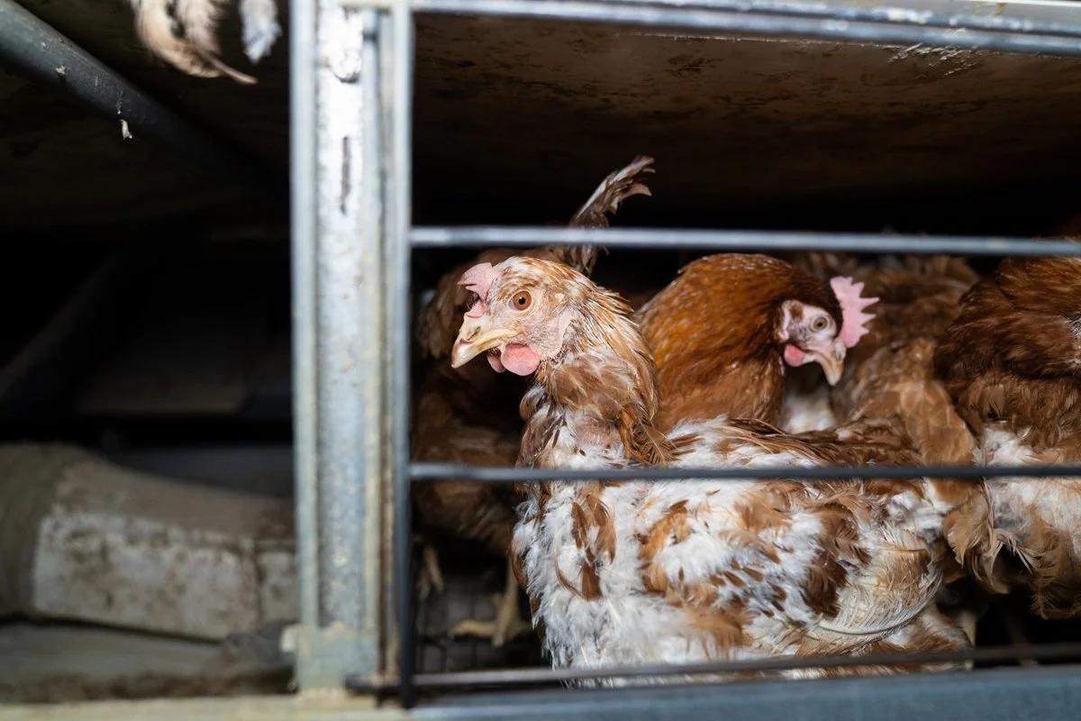 Why does Australia need a National Animal Welfare Commission ...