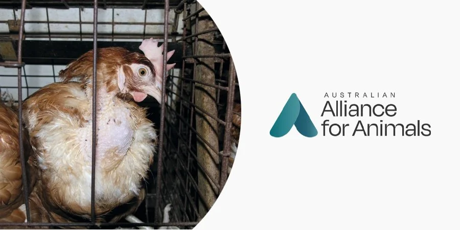 An end to battery cages — Australian Alliance for Animals