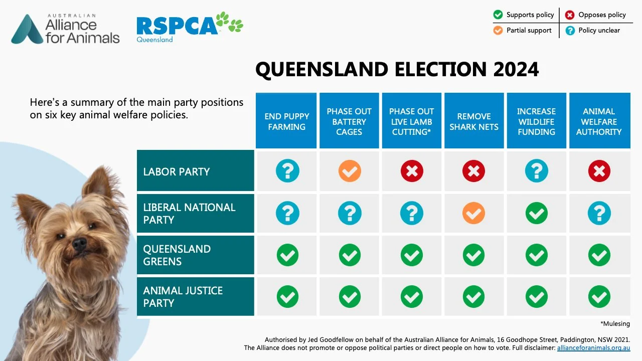 Queensland Election 2024 — Australian Alliance for Animals