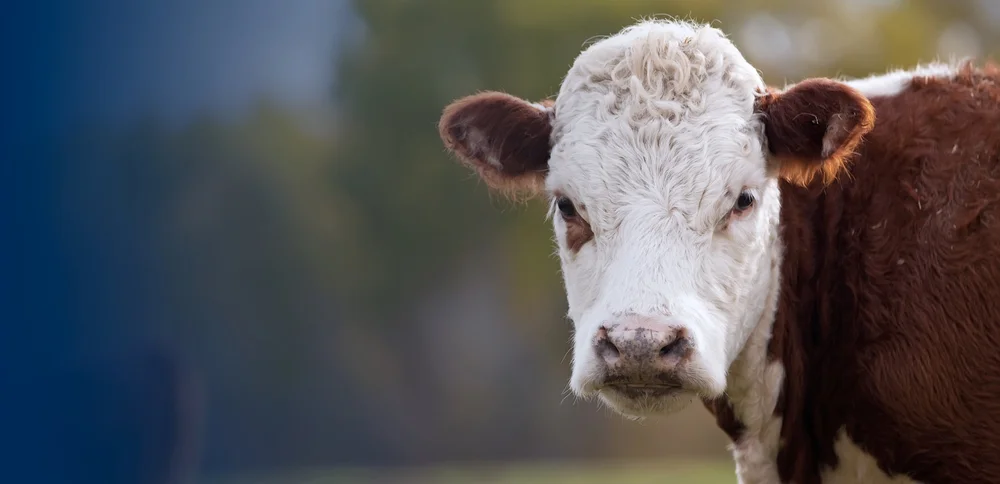 Fair Go for Animals — Australian Alliance for Animals