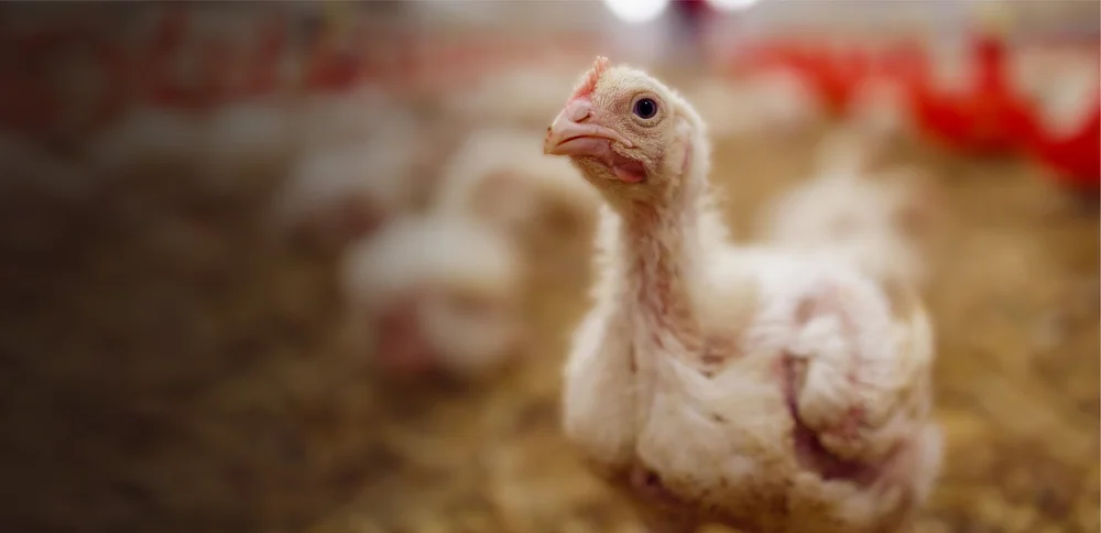 We can do better for chickens — Australian Alliance for Animals