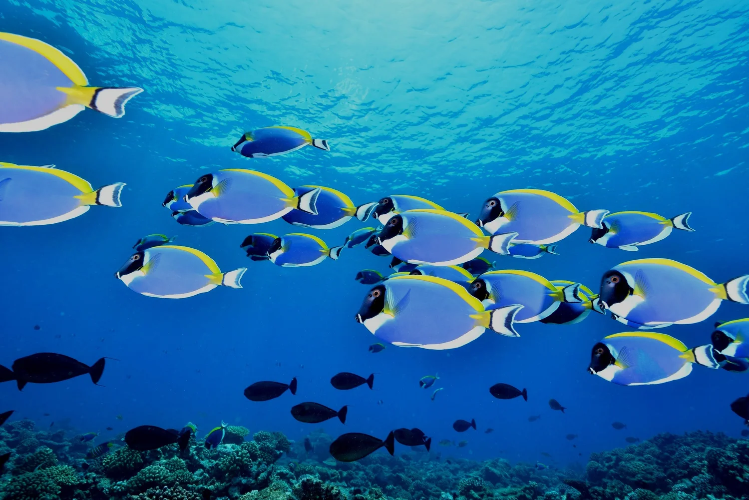 Marine Science Resources — Wild Blue Classroom