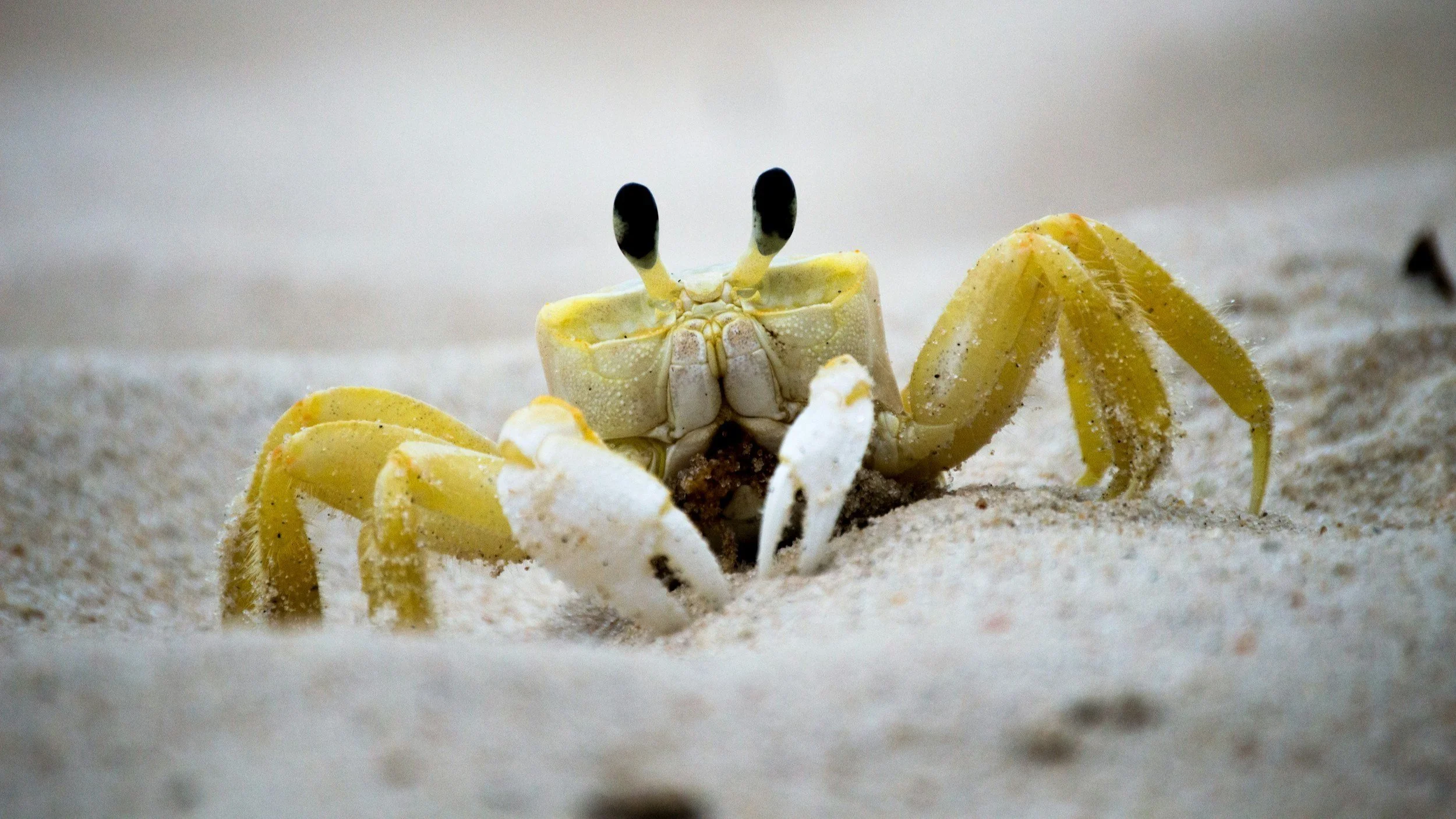 AICE Marine Resources — Wild Blue Classroom