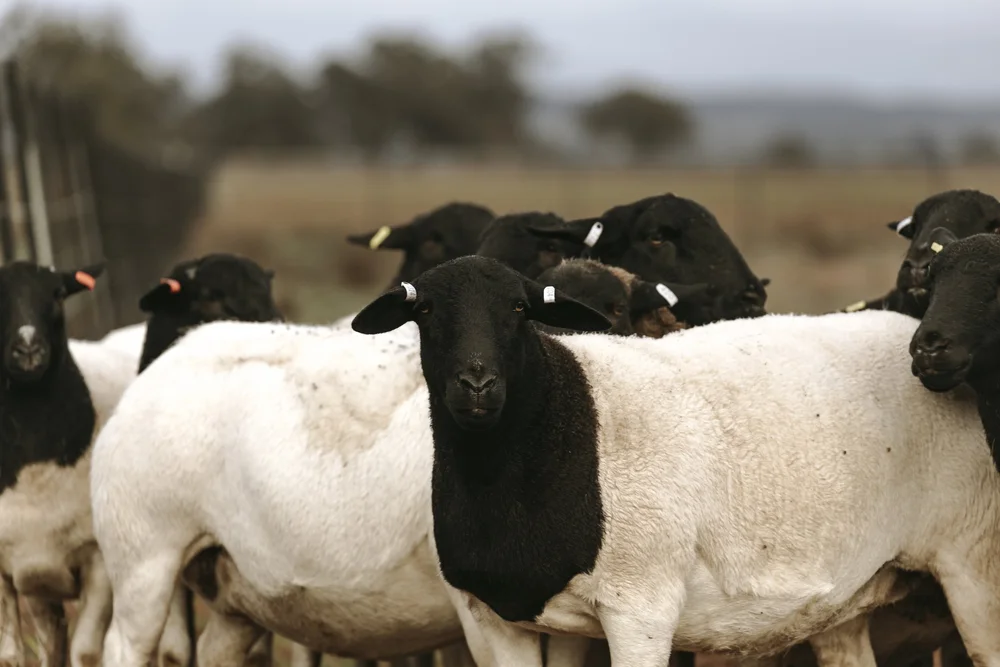 The Stud — Tullinga dorpers