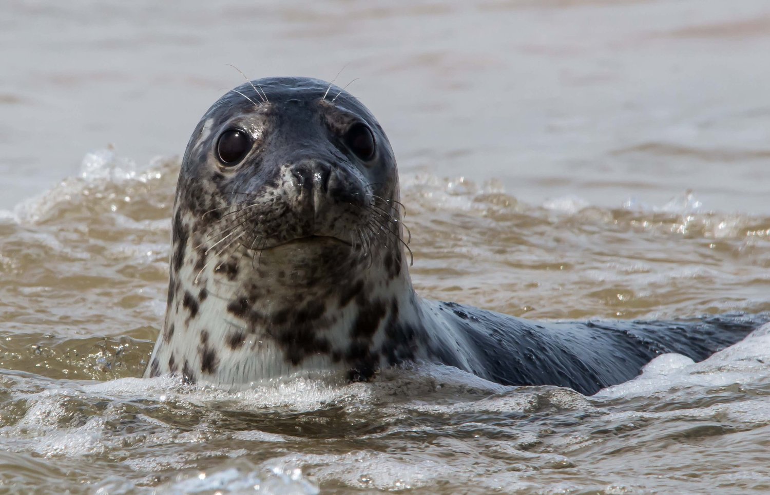 Shetland Sea Life: A Closer Look — Airtask Group