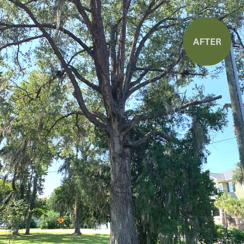 Services 1 — The Tree Walker