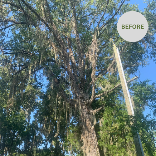 Services 1 — The Tree Walker