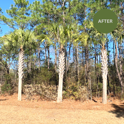 Services 1 — The Tree Walker