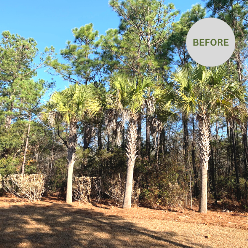 Services 1 — The Tree Walker