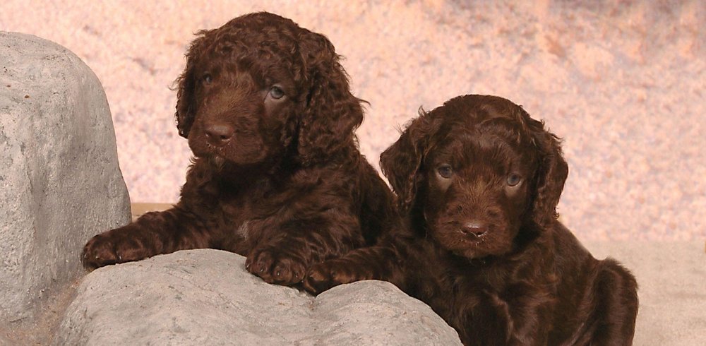 Buying a Puppy — Little Brownies Kennel - American Water Spaniels