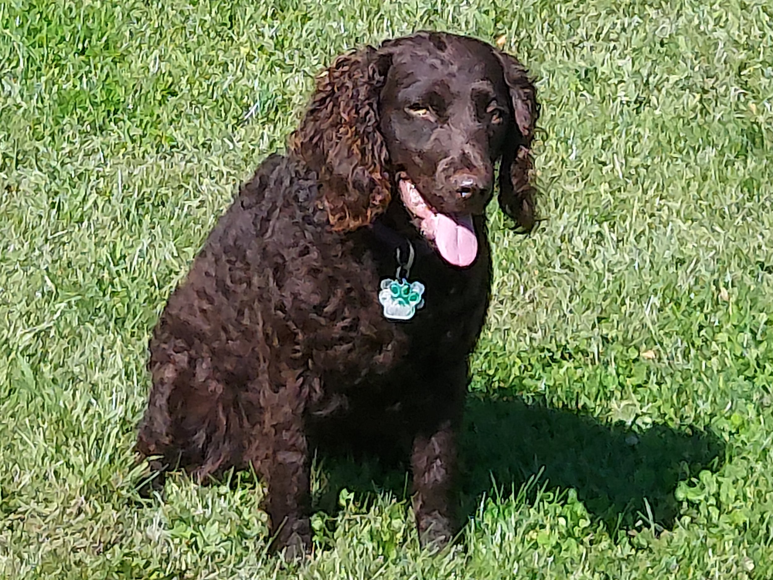 American Water Spaniel Puppies — Little Brownies Kennel - American ...