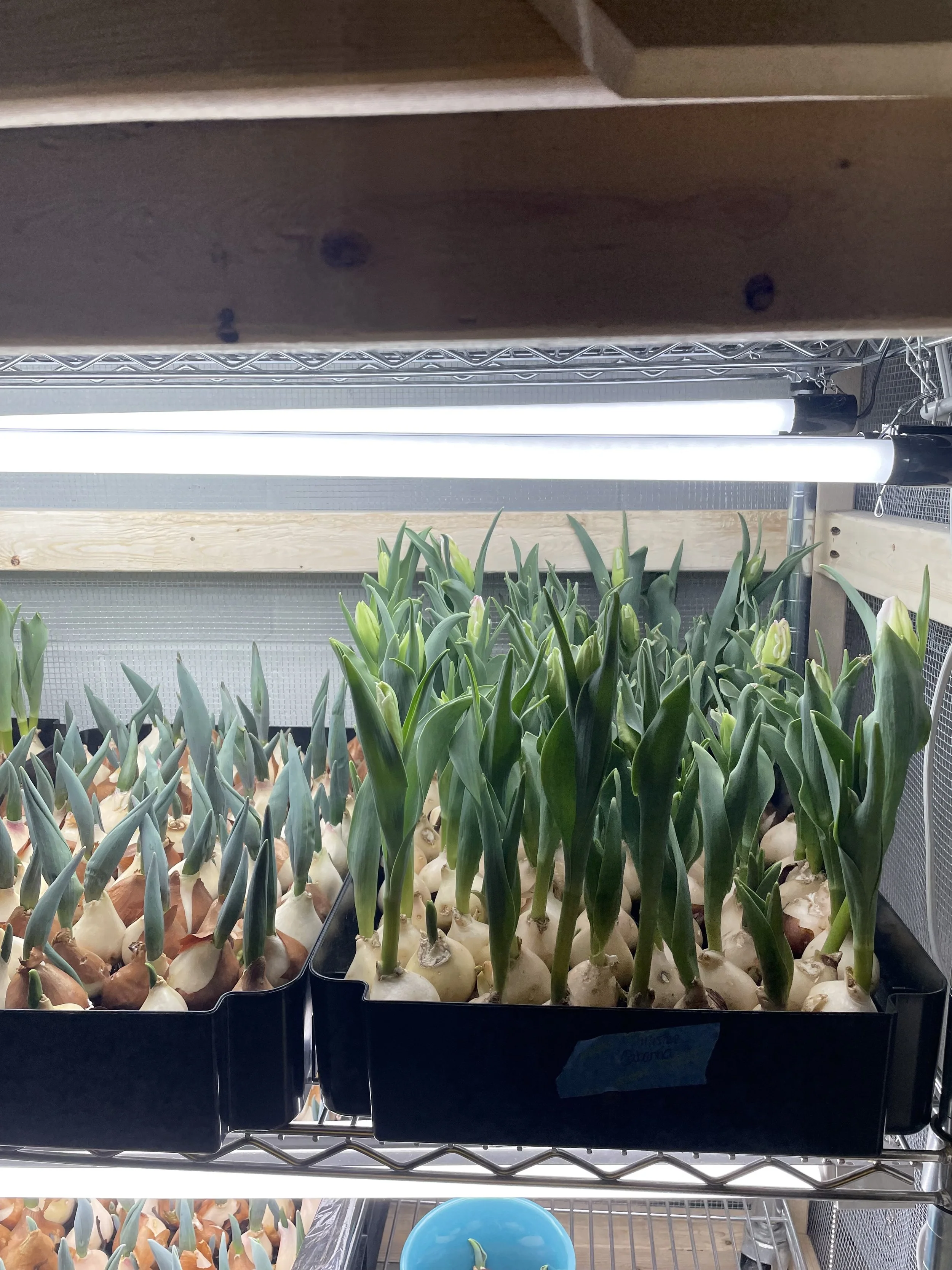 Winter Tulip Forcing Program — b.a.r.e. flower farm