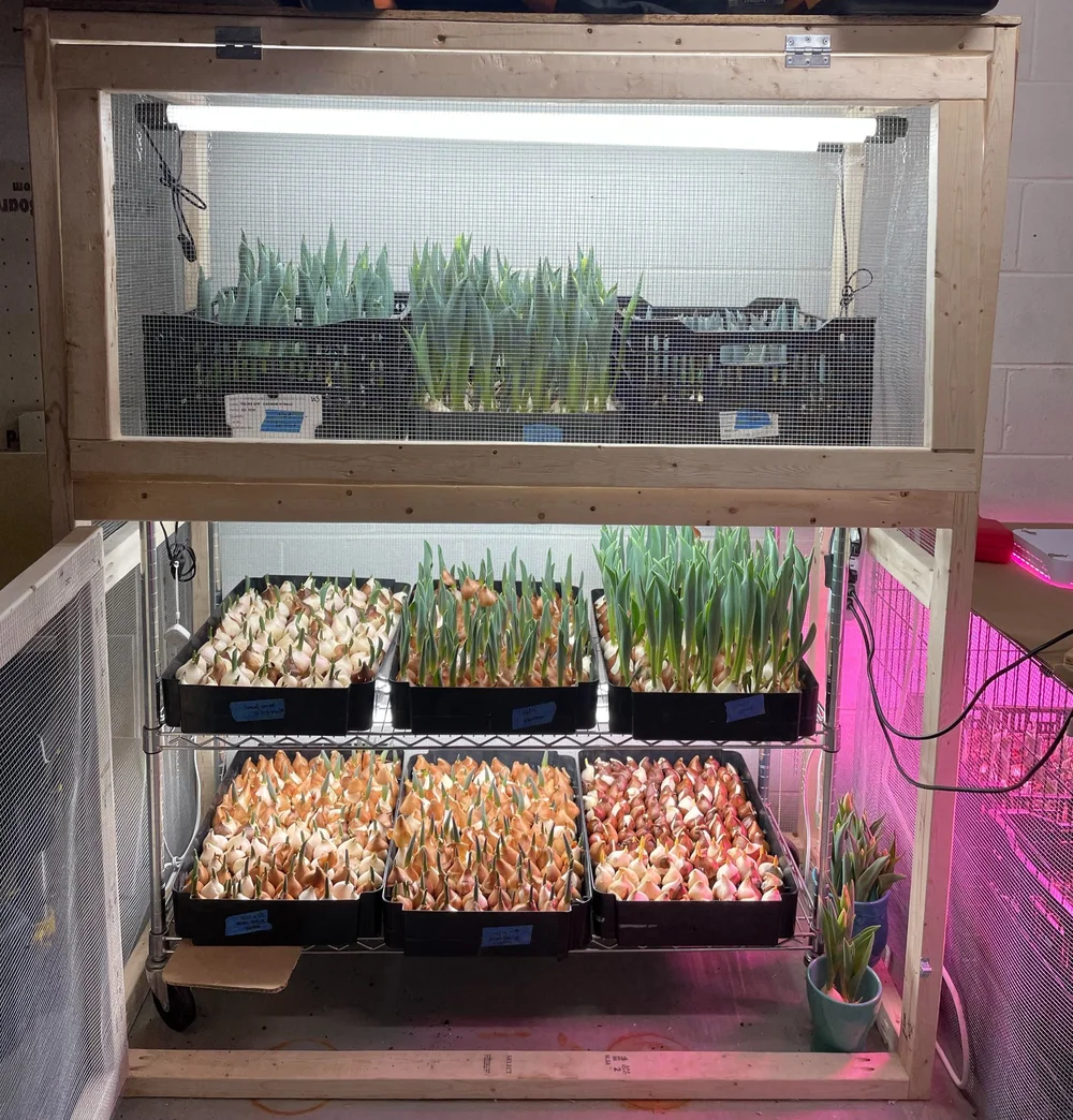 Winter Tulip Forcing Program — b.a.r.e. flower farm