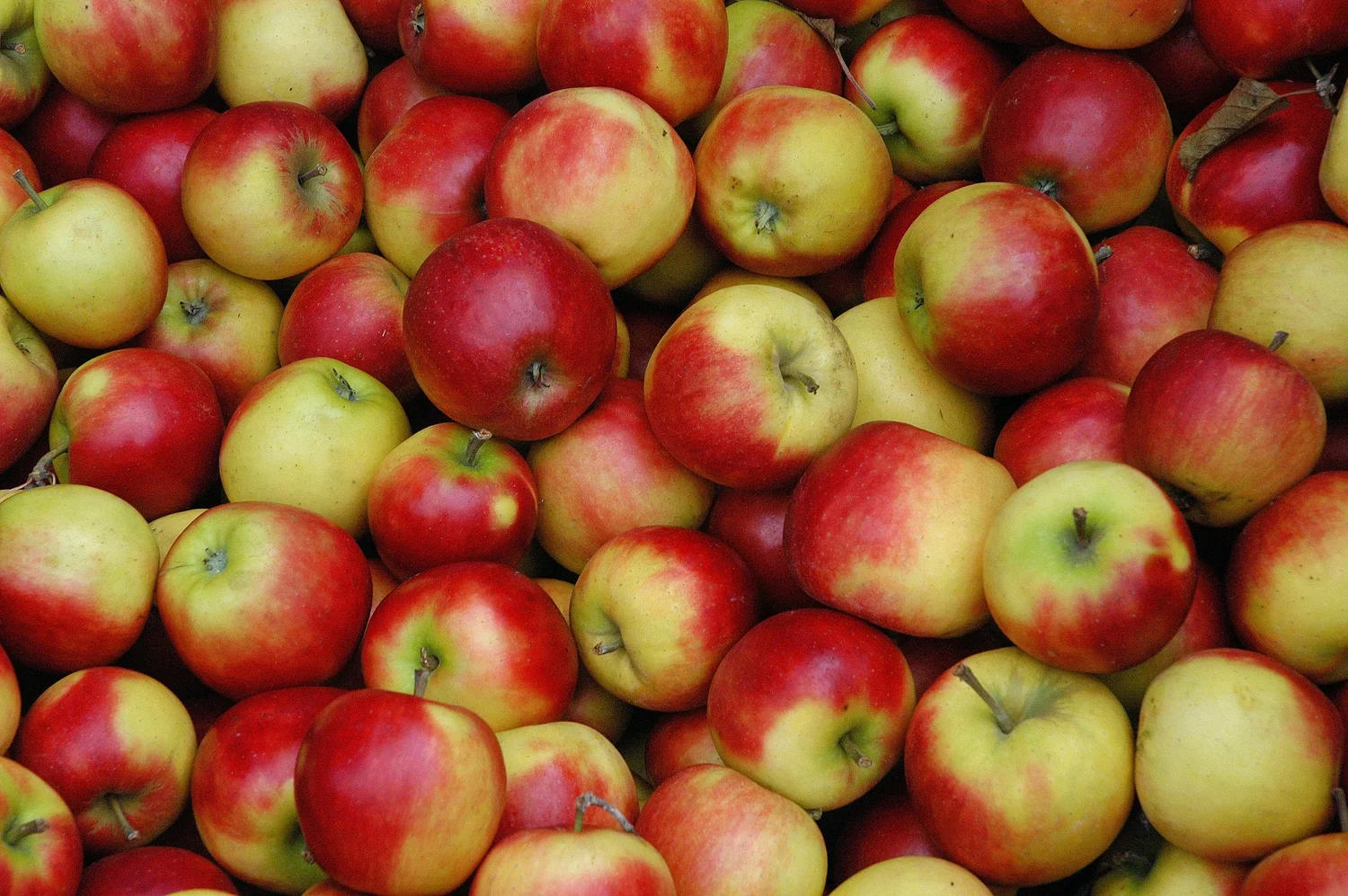 Community Connector — Rainier Valley Food Bank