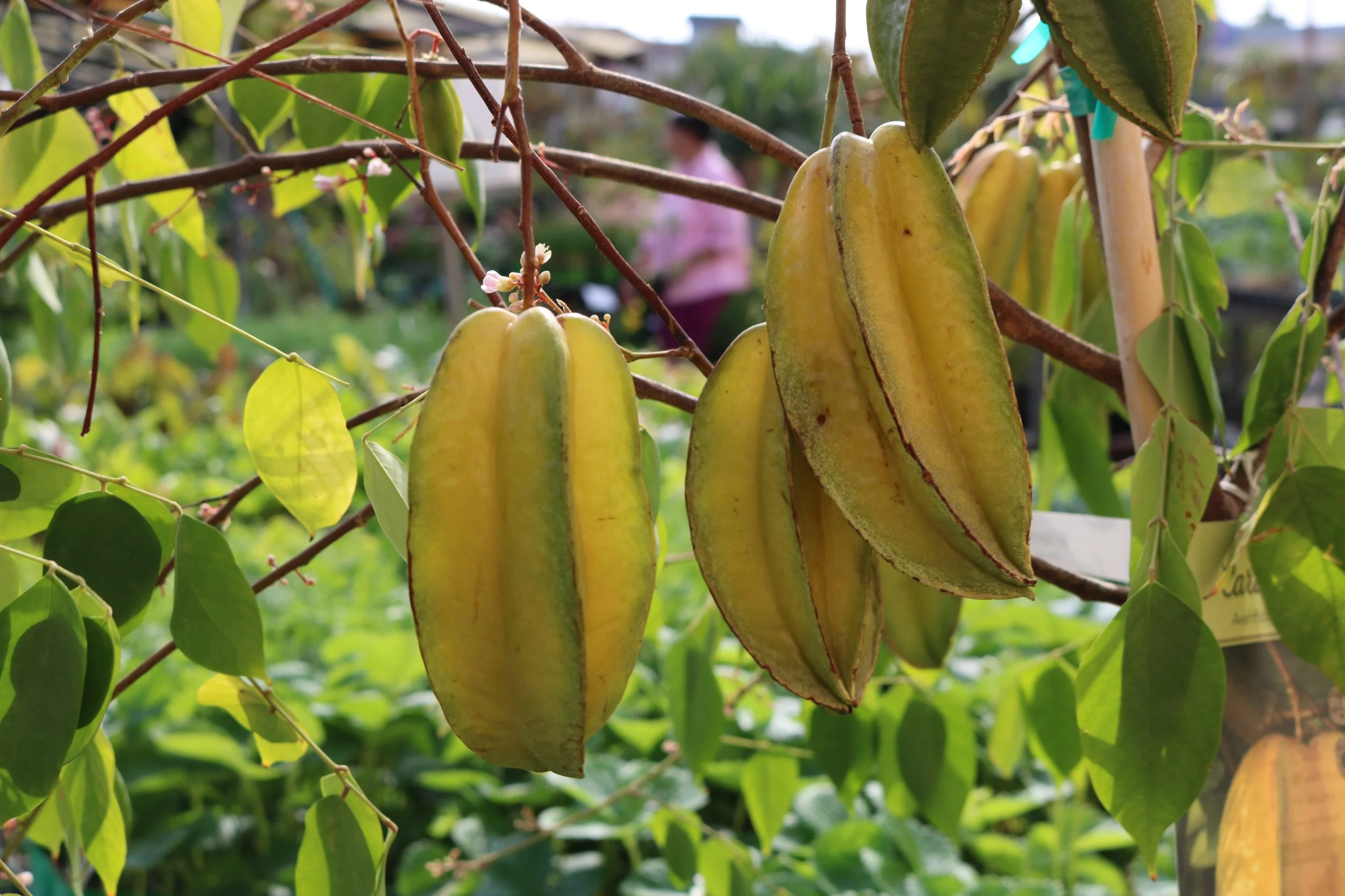 About 1 — San Gabriel Nursery & Florist