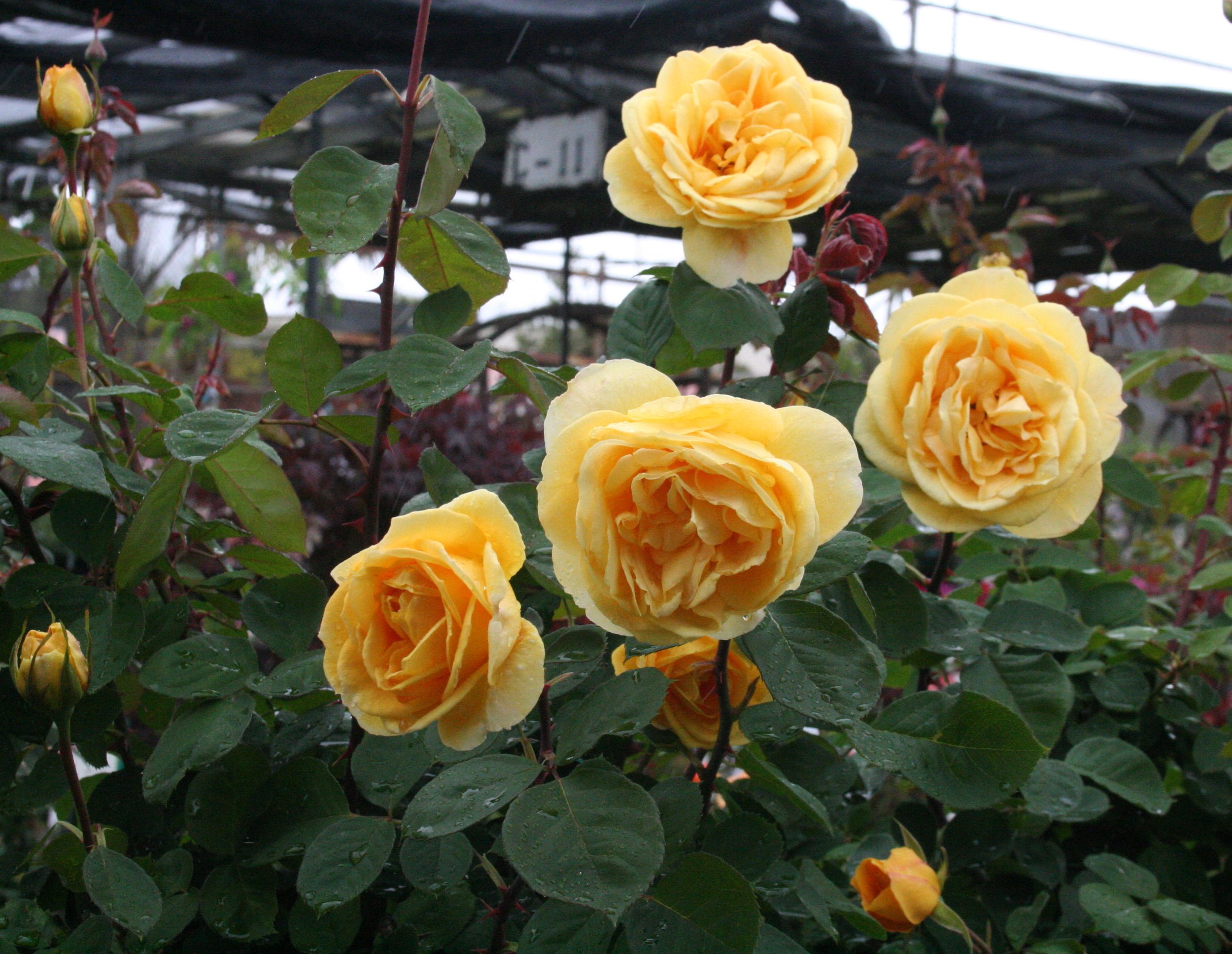 General 1 — San Gabriel Nursery & Florist