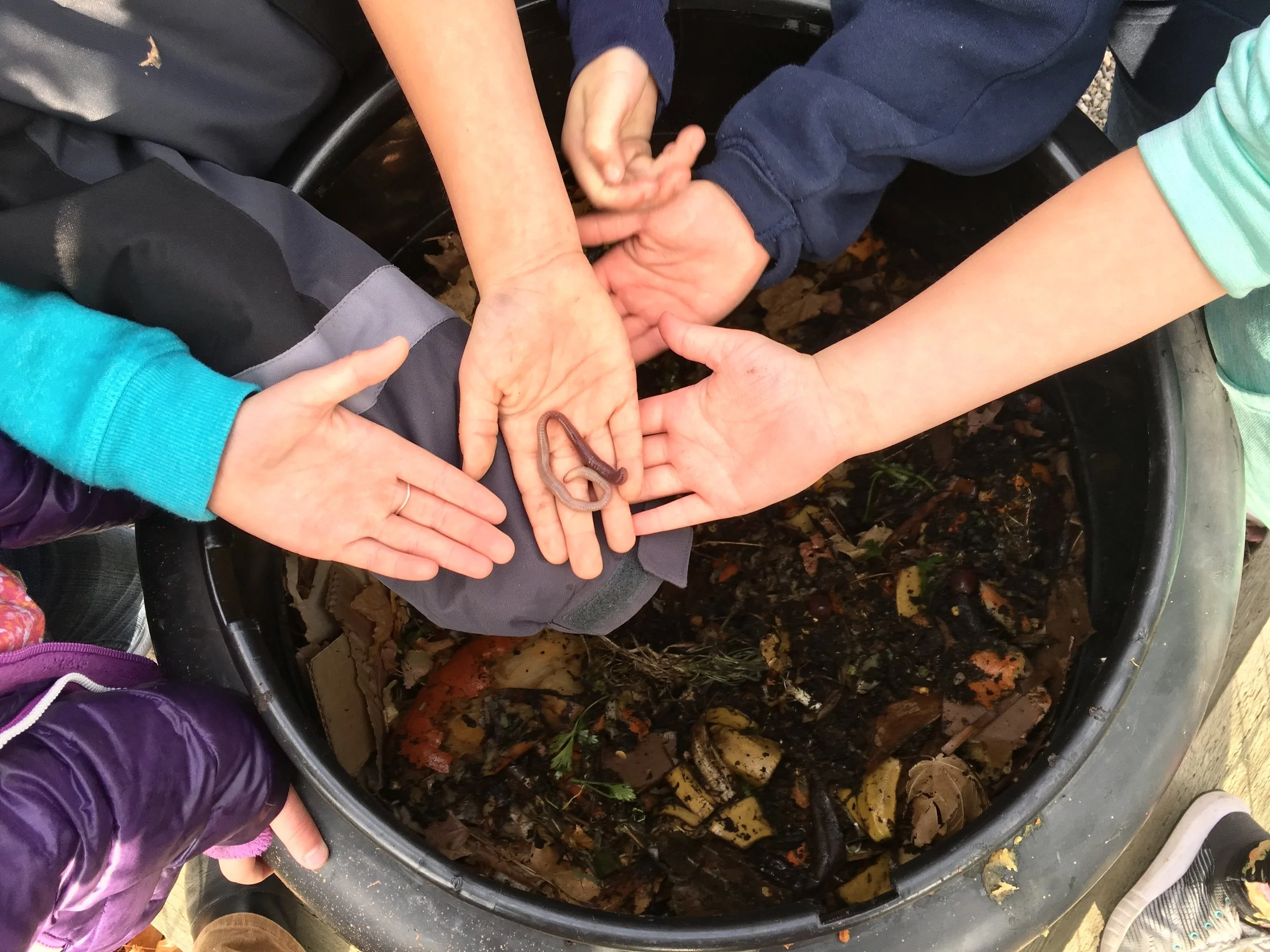 Vermicomposting How To Start Composting With Worms At Home — This Green Lifestyle