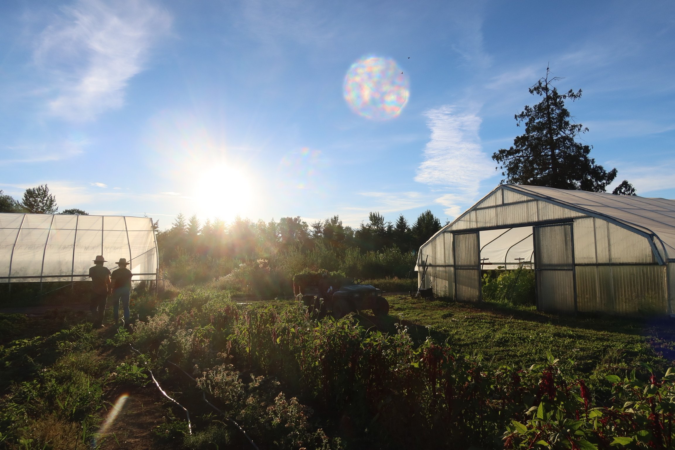 Dear Table Farm | Sustainably Grown Produce | Pastured Poultry