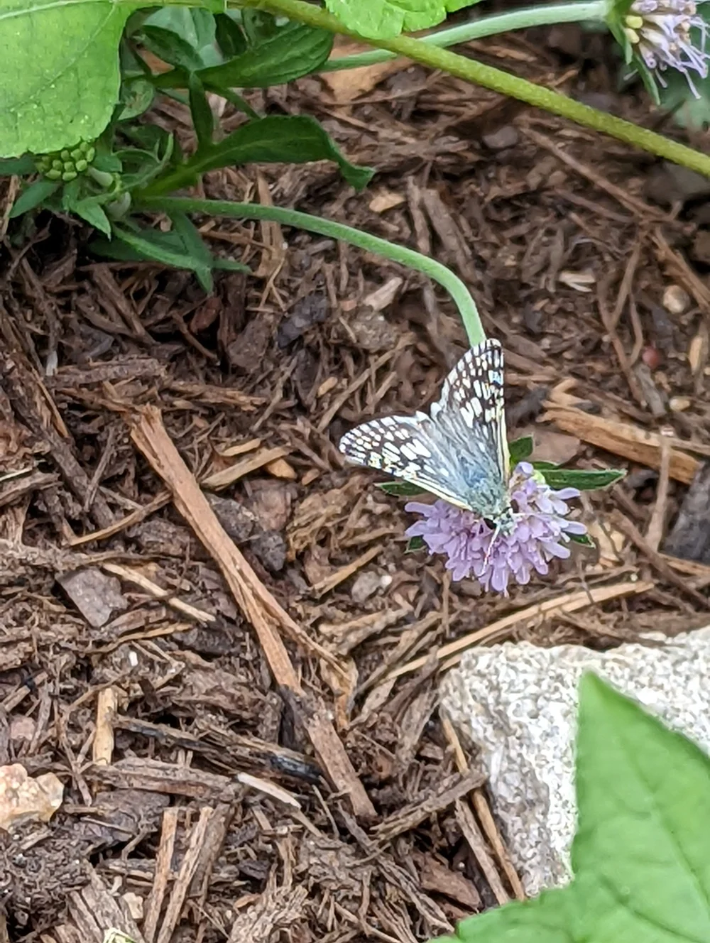 Garden — The Butterfly Bar
