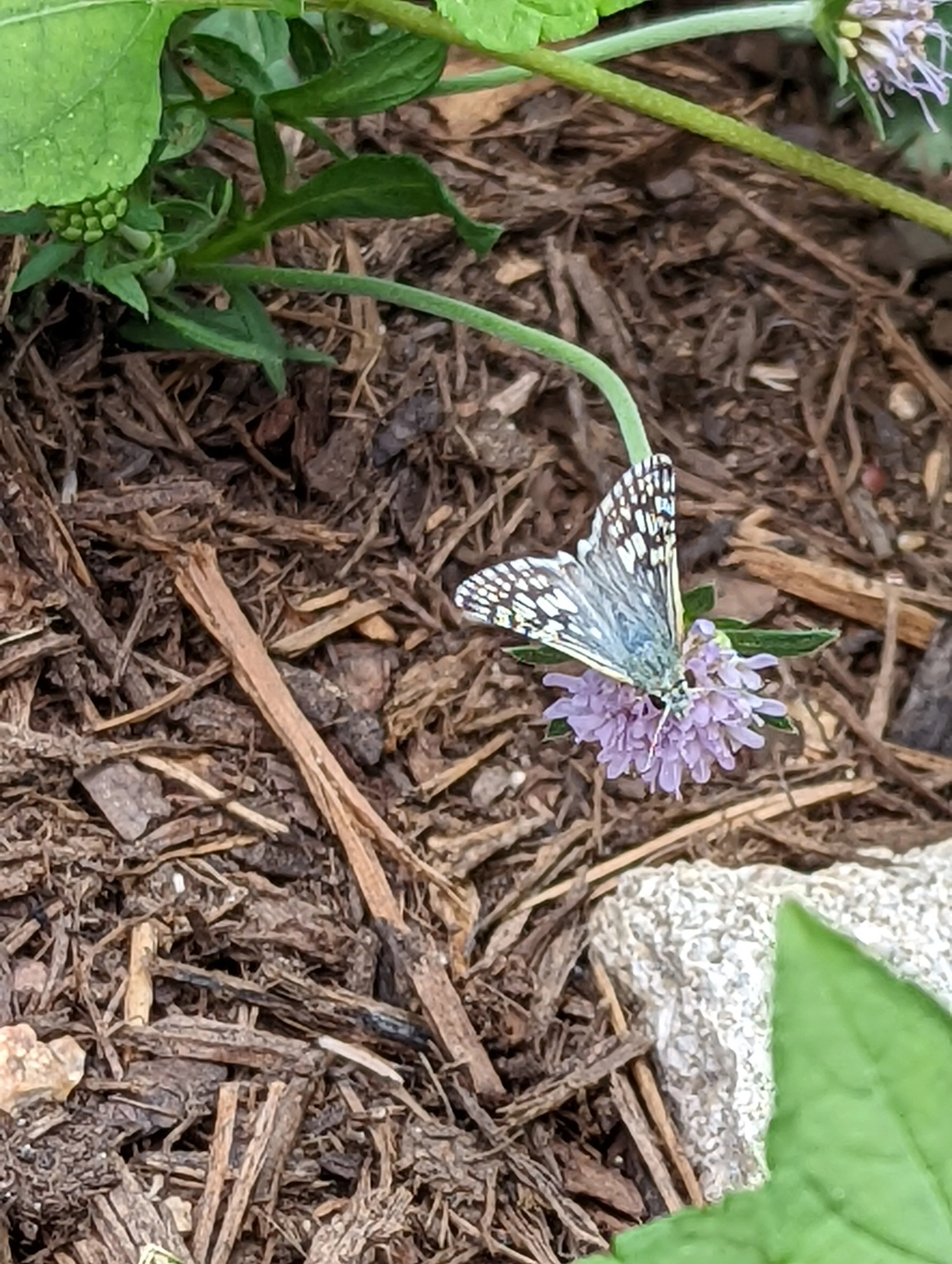 Garden — The Butterfly Bar