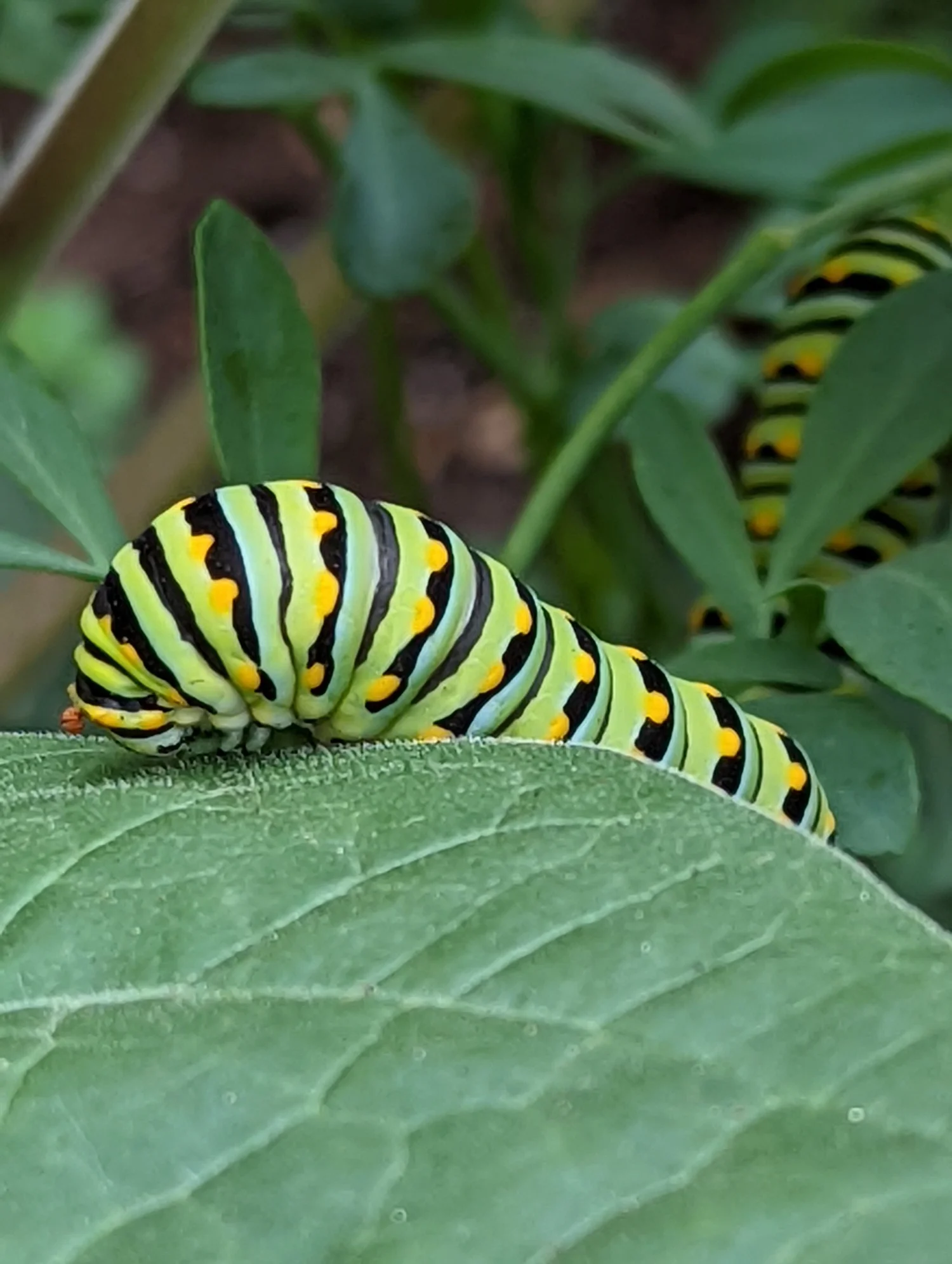 Garden — The Butterfly Bar