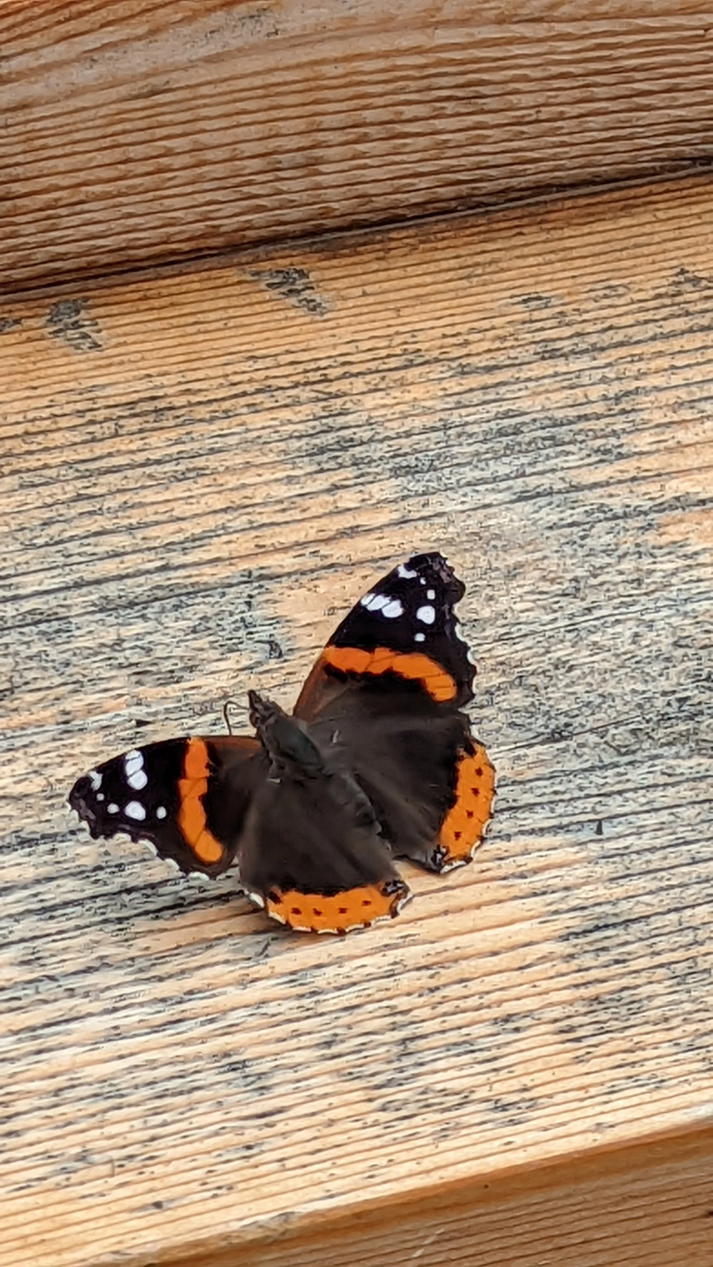 Garden — The Butterfly Bar