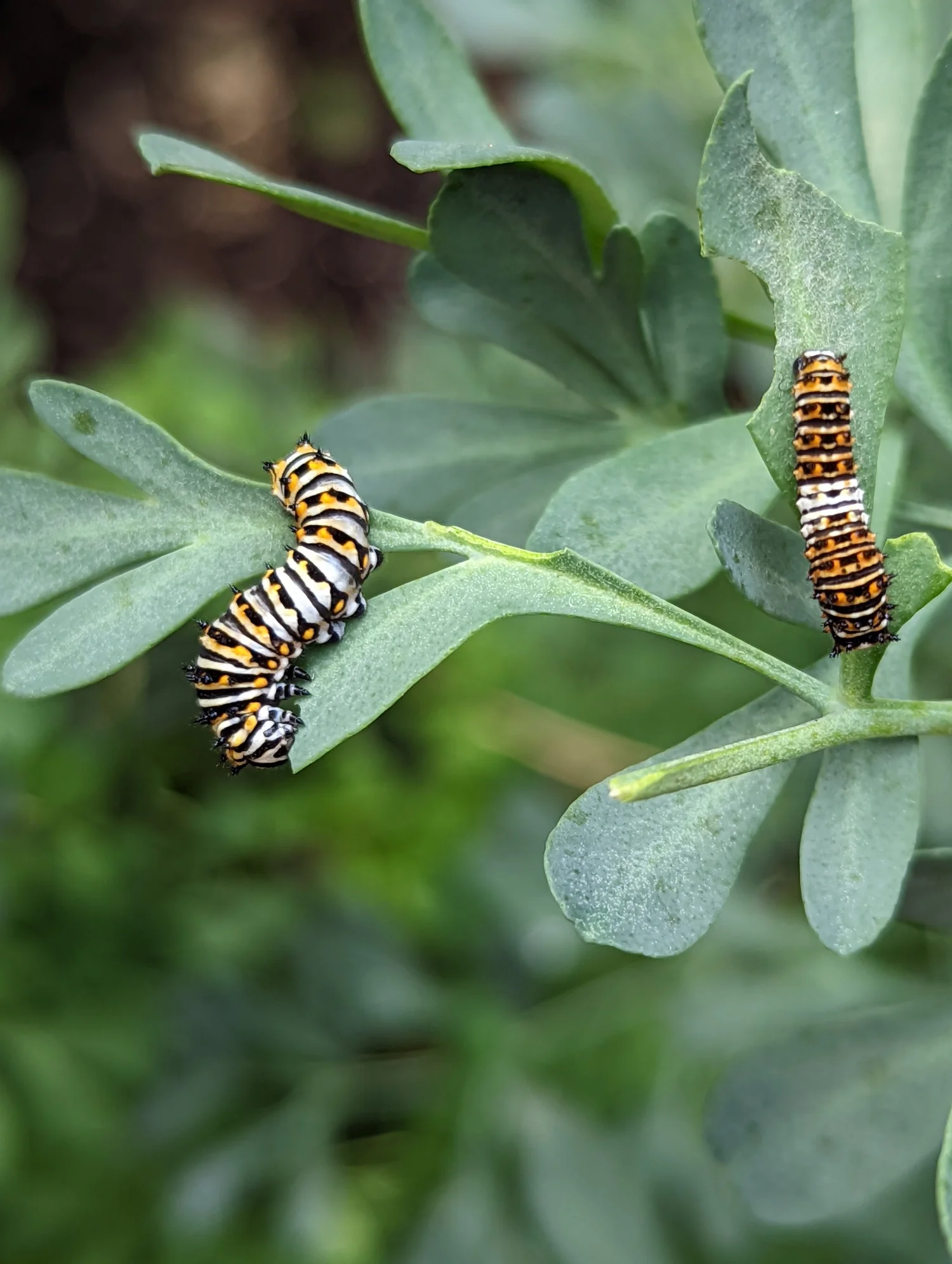 Garden — The Butterfly Bar
