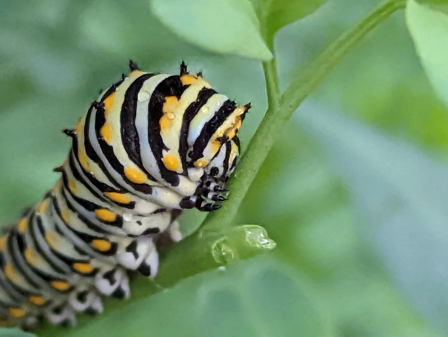 Garden — The Butterfly Bar