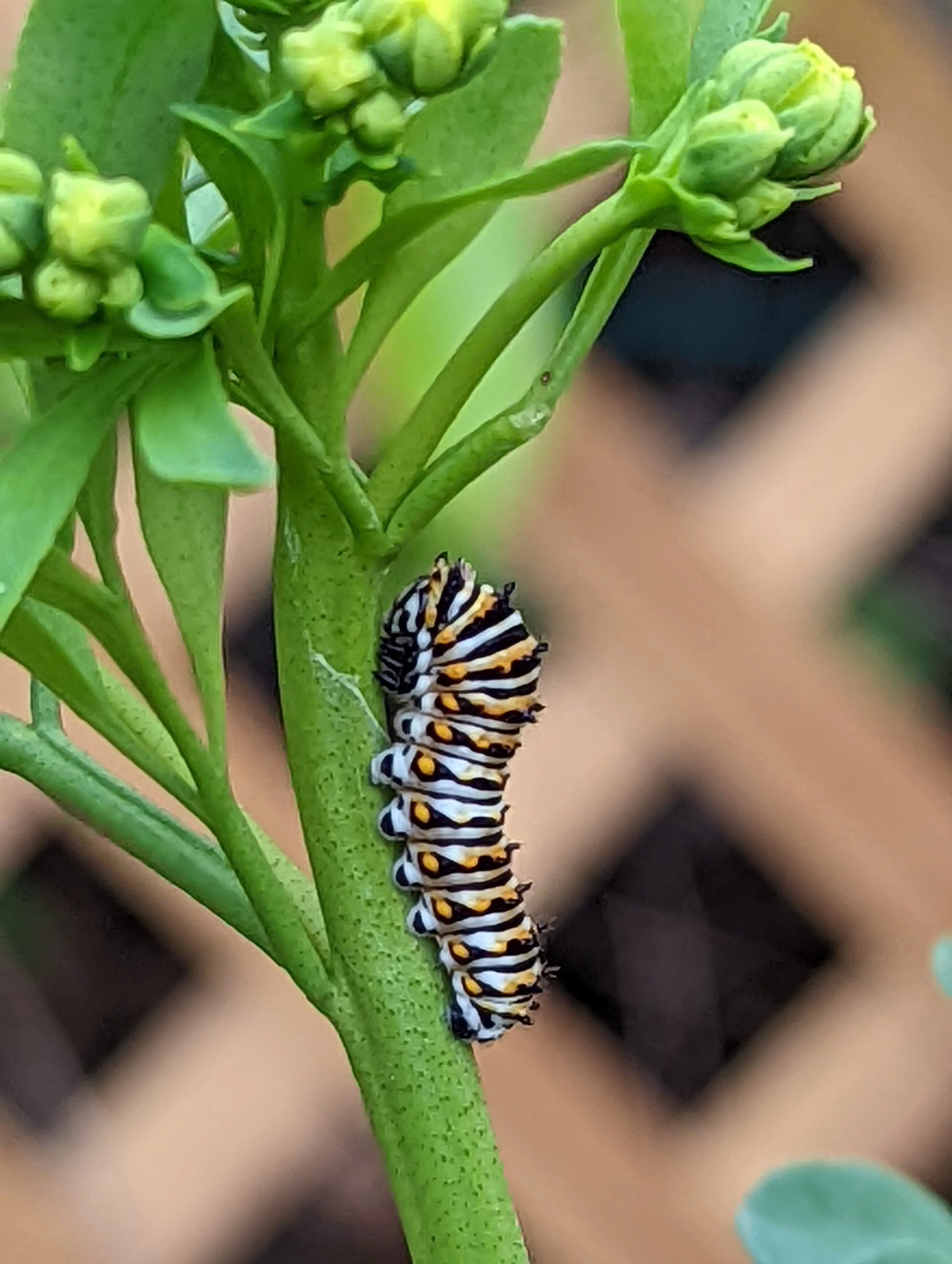 Garden — The Butterfly Bar