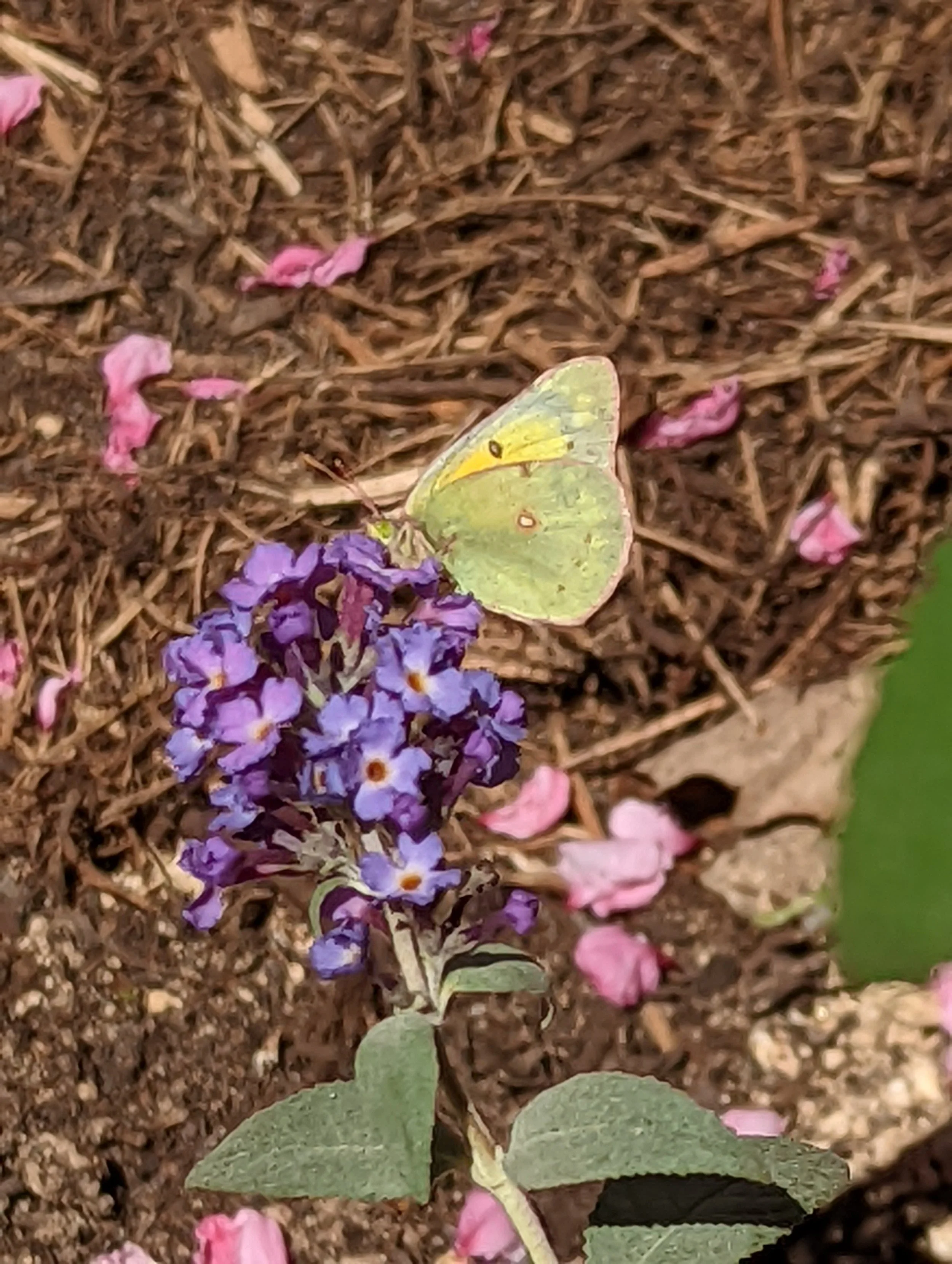 Garden — The Butterfly Bar
