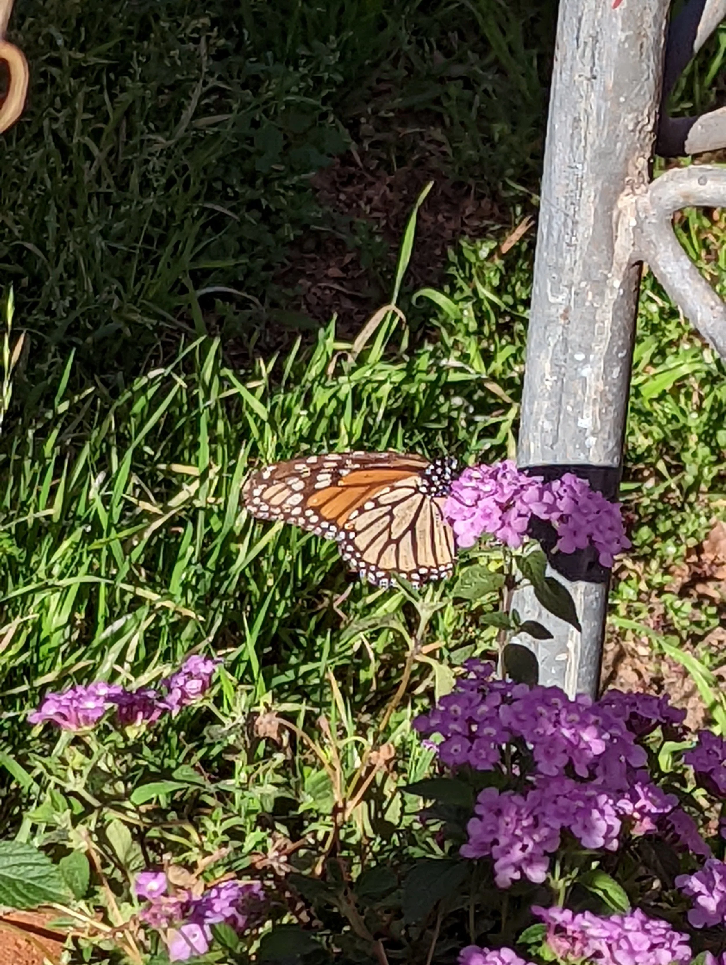 Garden — The Butterfly Bar
