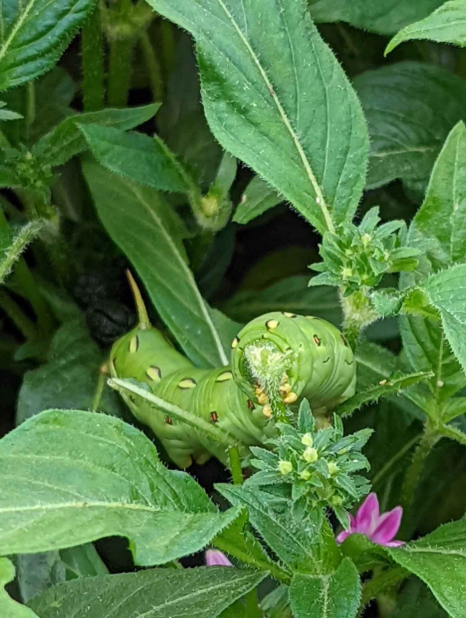Garden — The Butterfly Bar