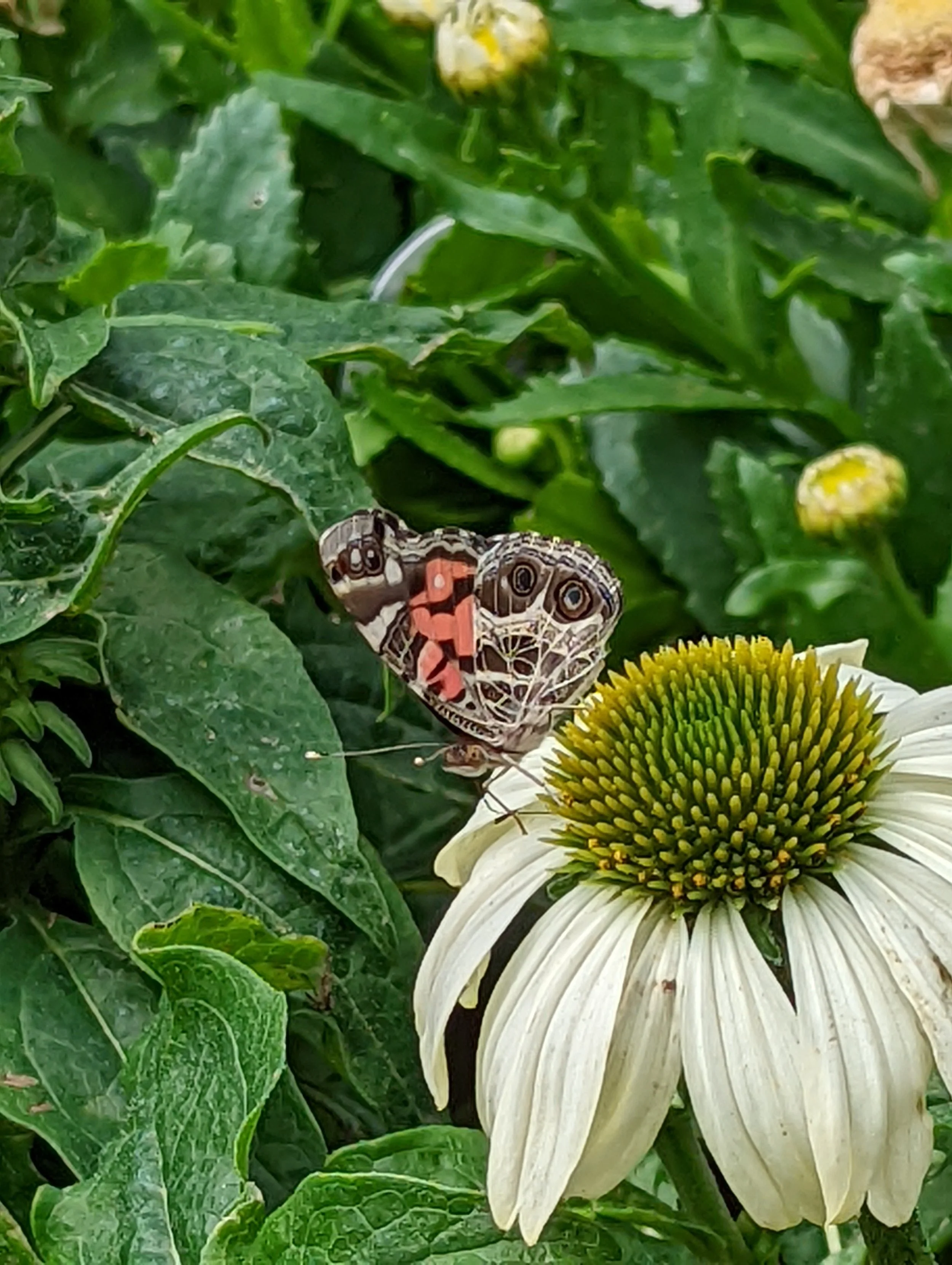 Garden — The Butterfly Bar