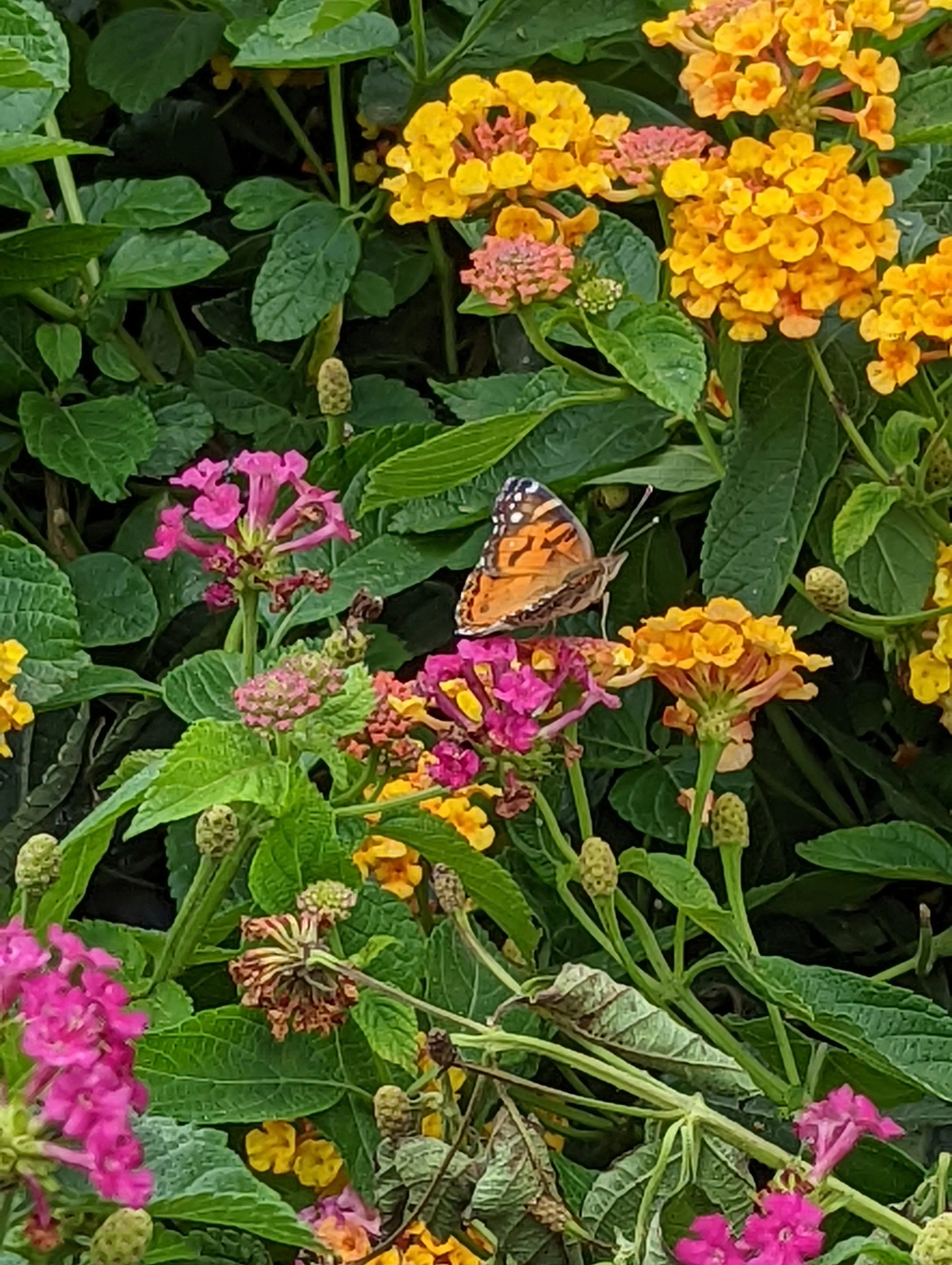 Garden — The Butterfly Bar