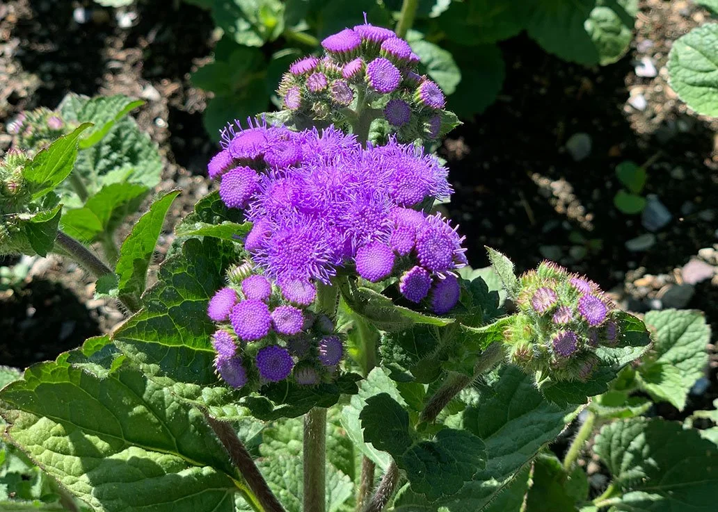Ageratum houstonianum 'Blue Horizon' — Charlotte Rhoades Park ...