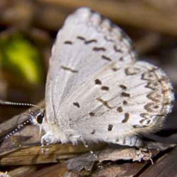 Spring Azure — Charlotte Rhoades Park & Butterfly Garden