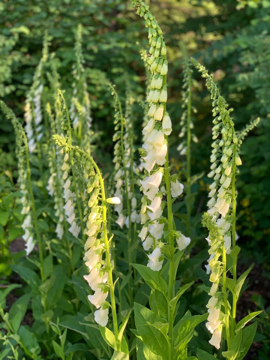 Digitalis lutea — Charlotte Rhoades Park & Butterfly Garden