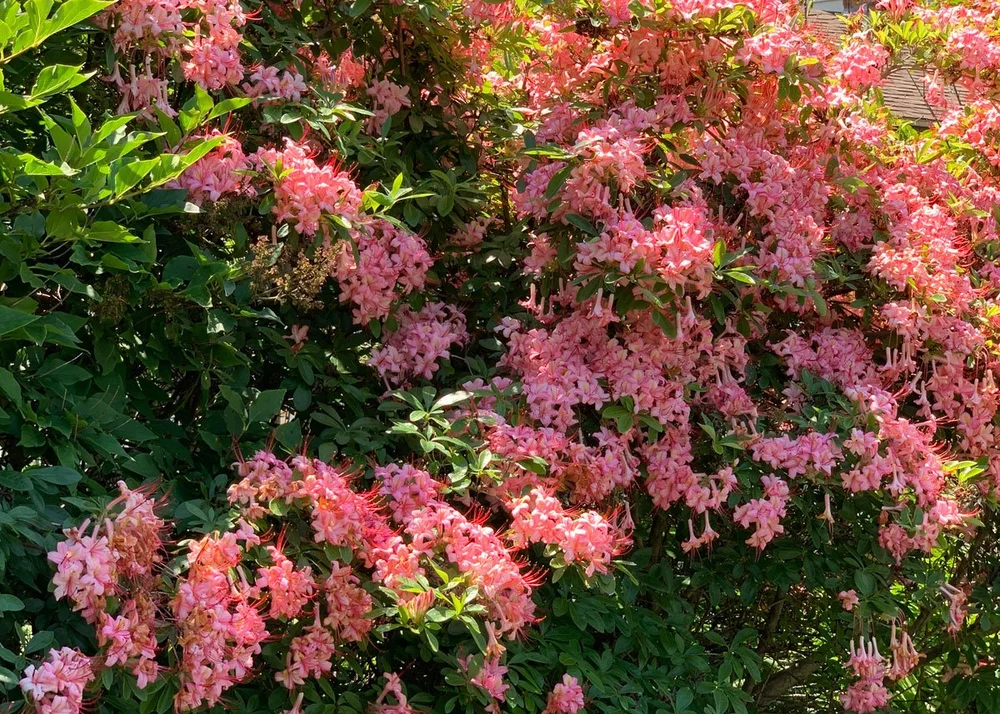 Azalea — Charlotte Rhoades Park & Butterfly Garden
