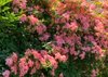 Azalea — Charlotte Rhoades Park & Butterfly Garden