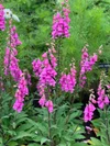 Digitalis 'Pink Panther' — Charlotte Rhoades Park & Butterfly Garden